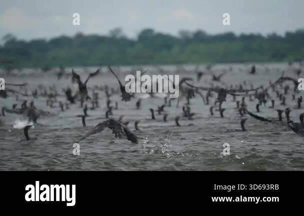 flock of cormorant birds flying on amazon river Stock Video Footage - Alamy