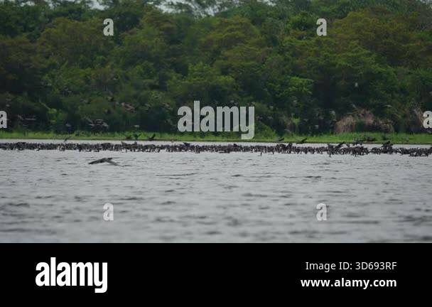 flock of cormorant birds flying on amazon river Stock Video Footage - Alamy