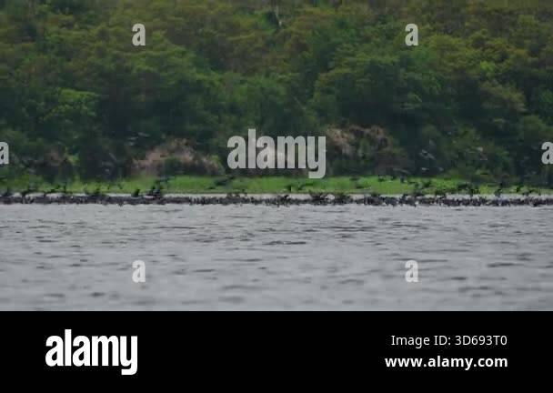 flock of cormorant birds flying on amazon river Stock Video Footage - Alamy