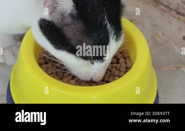 Close-up of a cute cat eating food Stock Video Footage - Alamy