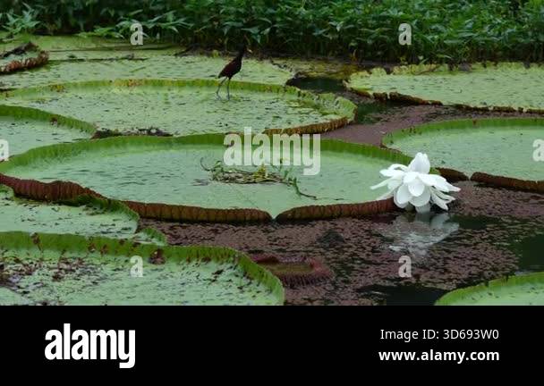 Jacana spinosa Northern Jacana Tuqui tuqui bird It is also known as the ...