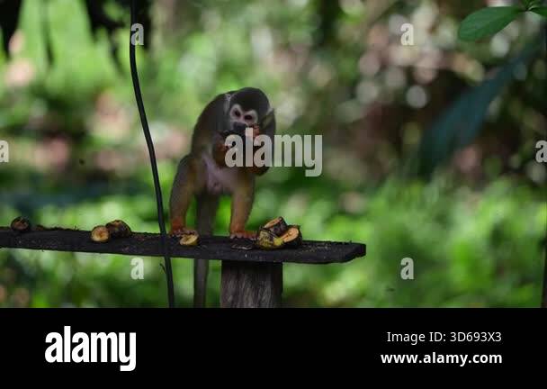 Humboldt's squirrel monkey in amazon rainforest Puerto Narino Amazonas ...