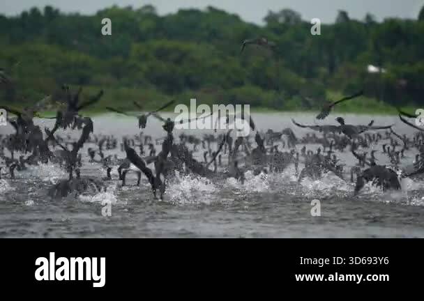 flock of cormorant birds flying on amazon river Stock Video Footage - Alamy
