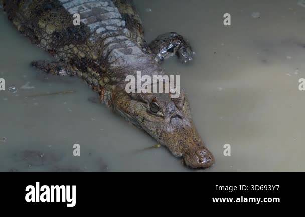 Amazon caiman Stock Videos & Footage - HD and 4K Video Clips - Alamy