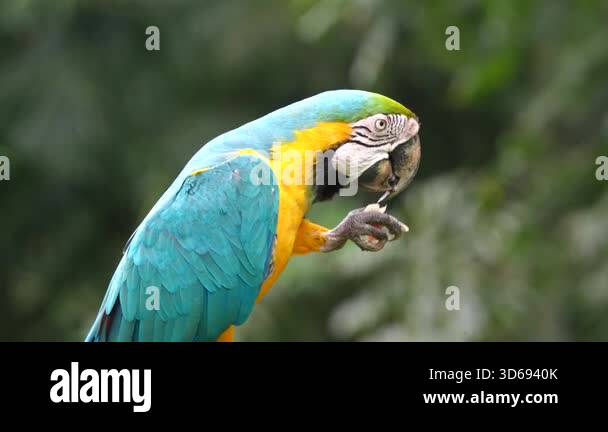 colorful ara ara bird parrot in amazon Stock Video Footage - Alamy