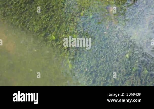 Mossy water surface with floating white object Stock Video Footage - Alamy