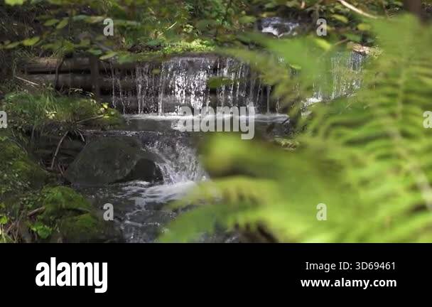 Slow motion of a small waterfall cascading through lush green forest ...