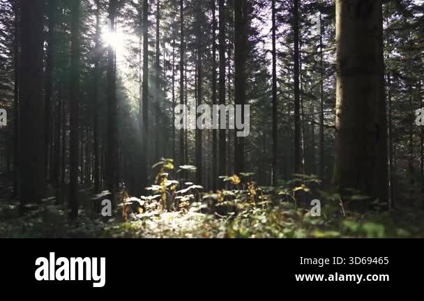 Sunlight beams shining through tall forest trees, creating a magical ...