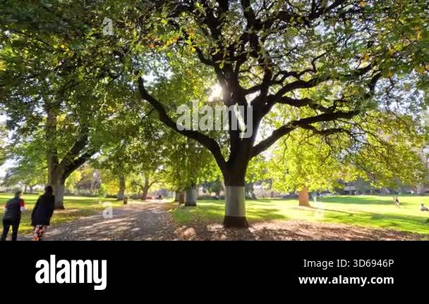People walking under trees in a sunny park Stock Video Footage - Alamy