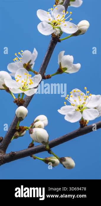 Vertical spring time lapse showing white flowers blooming on a tree ...