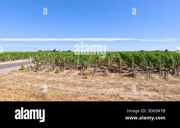 Car driving through vineyard in Pauillac, France Stock Video Footage ...