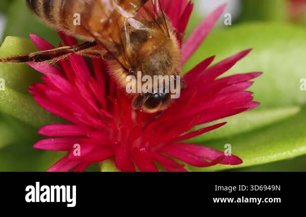 A honeybee gathers nectar from a vivid pink flower, captured in ...