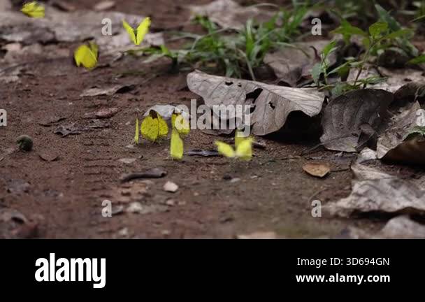 Butterflies taking flight from forest ground Stock Video Footage - Alamy