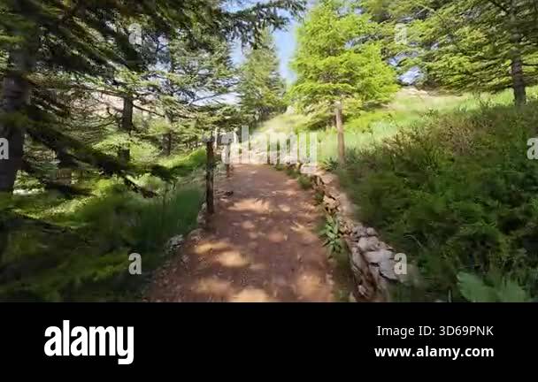 A scenic forest path lined with tall trees and greenery on a sunny day ...