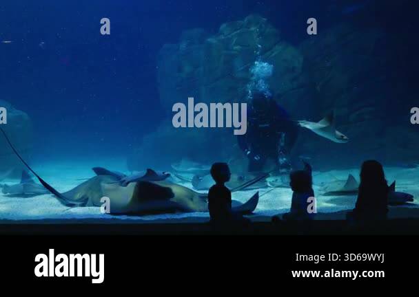 Toronto, Canada, 28 October 2025: Diver feeding stingrays underwater in ...