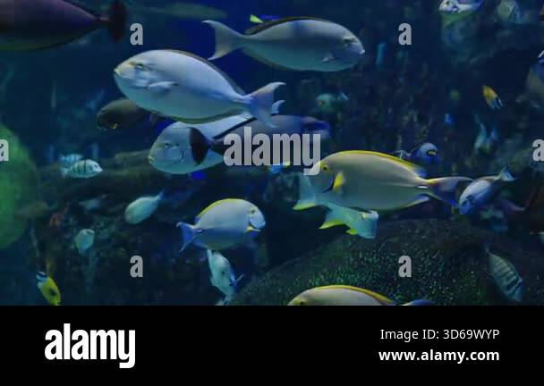Group of colorful tropical fish swimming gracefully together in clear ...