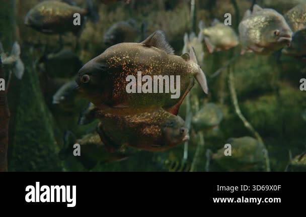 Group of red-bellied piranhas swimming together in dark green water ...