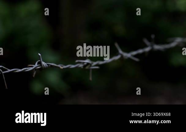 barbed wire fence in forest Stock Video Footage - Alamy