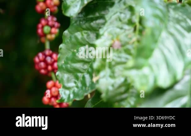 red coffee tree in nature Stock Video Footage - Alamy