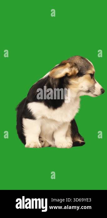 Funny puppy on green screen Stock Video Footage - Alamy