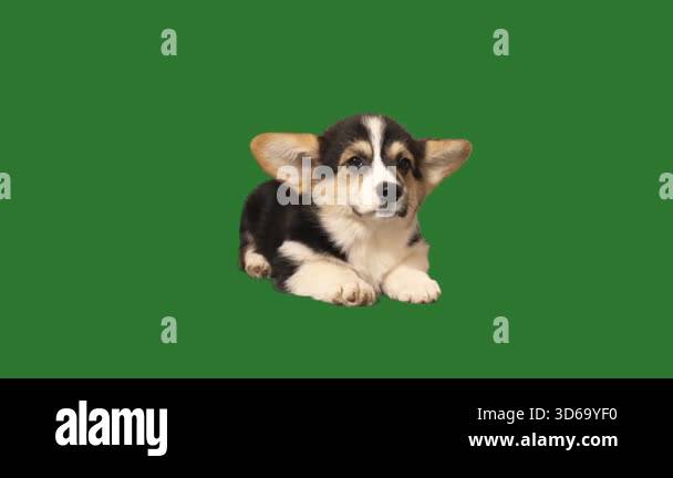 Funny puppy on green screen Stock Video Footage - Alamy