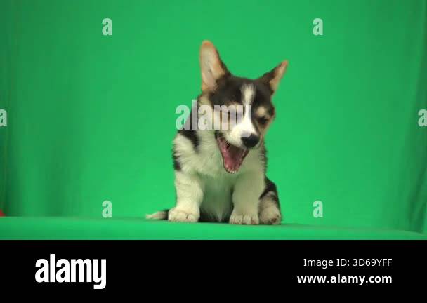 Welsh Corgi puppy on green screen Stock Video Footage - Alamy