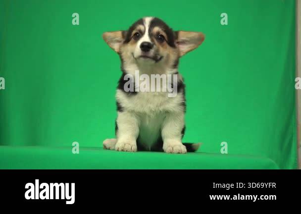 Welsh Corgi puppy on green screen Stock Video Footage - Alamy