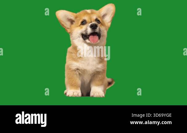 Funny puppy on green screen Stock Video Footage - Alamy