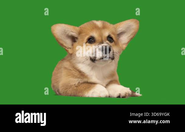 Funny puppy on green screen Stock Video Footage - Alamy