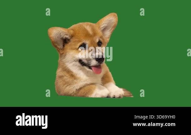 Funny puppy on green screen Stock Video Footage - Alamy