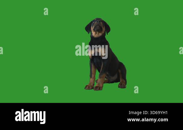 rottweiler puppy on green screen Stock Video Footage - Alamy
