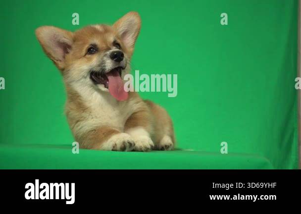 Welsh Corgi puppy on green screen Stock Video Footage - Alamy