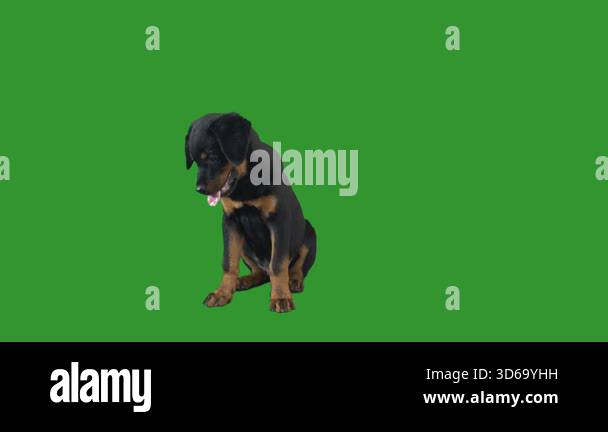 rottweiler puppy on green screen Stock Video Footage - Alamy