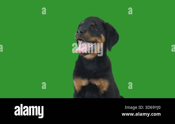 rottweiler puppy on green screen Stock Video Footage - Alamy