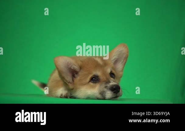 Welsh Corgi puppy on green screen Stock Video Footage - Alamy