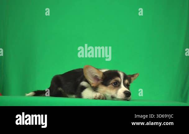 Welsh Corgi puppy on green screen Stock Video Footage - Alamy