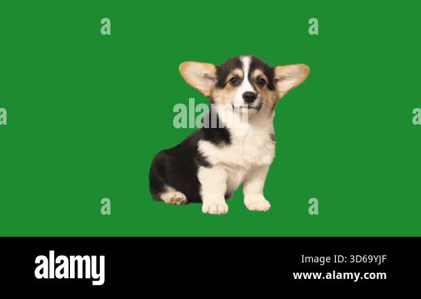 Funny puppy on green screen Stock Video Footage - Alamy