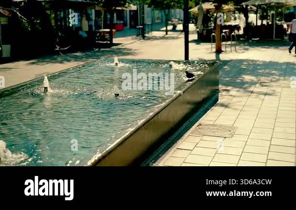Slow motion video of pigeons flying and taking off near a city fountain ...