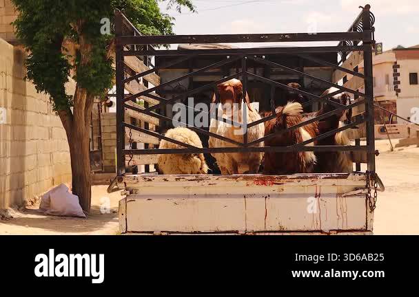 Simple rural life scene showing Goats and sheep transported in a small ...