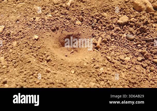 Antlion larva creates a conical sand pit trap to capture its prey in ...
