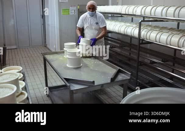 Male worker in a dairy factory placing empty cheese molds and arranging ...