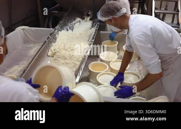 Professional cheesemakers working in a dairy factory, putting fresh ...