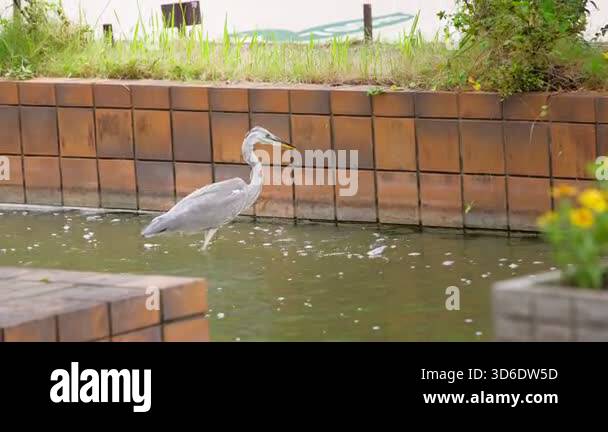 Slow motion of a white heron standing on stone ledge near pond in Ohori ...