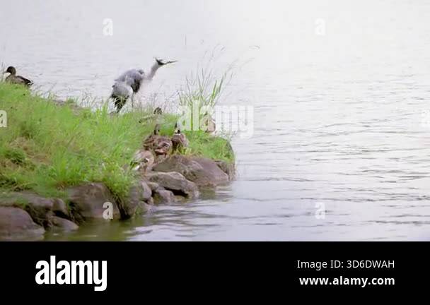 Slow motion of a heron walking along pond edge in a lush green park in ...