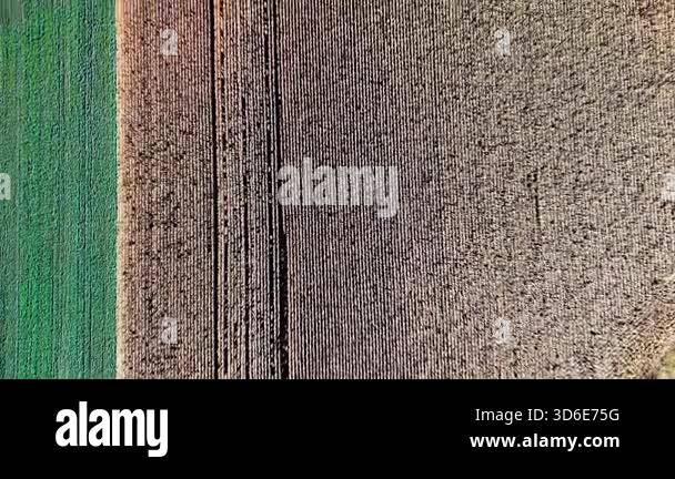 Top-down drone shot of contrasting green and brown fields in autumn ...