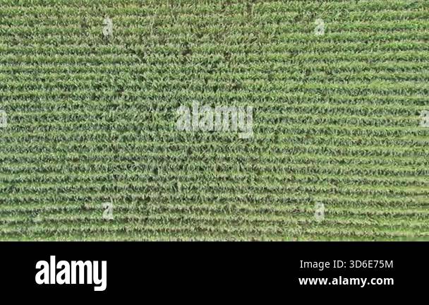 Drone top view of dense cornfield texture, green agricultural pattern ...