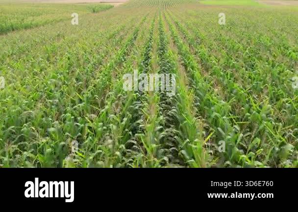 Drone close-up of green corn plants forming rows in farmland ...