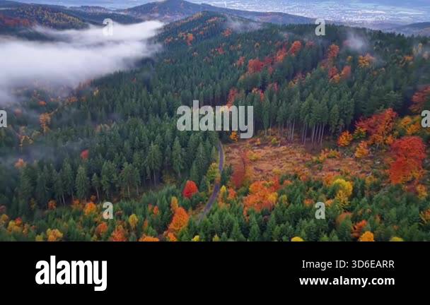 Atmospheric vista forest clearing Stock Videos & Footage - HD and 4K ...