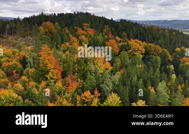 vivid autumn foliage, colorful autumn treetops with vivid orange and ...