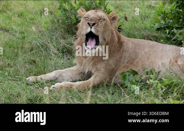 Slow motion close-up of a lioness yawning in the wild savannah ...